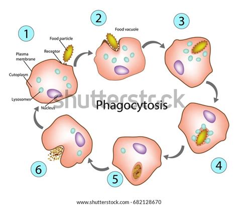 Phagocytosis Process Diagram