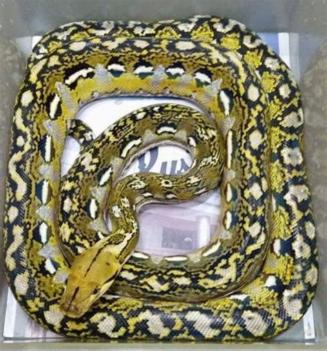 POLYGENIC SELECTIVE BREEDING AND WHAT IT MEANS FOR THE RETICULATED PYTHON INDUSTRY RNBREPTILES