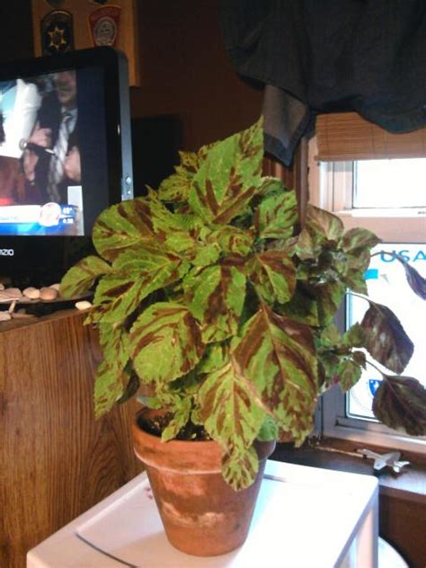 My Indoor Coleus Pics And A Question Theeasygarden Easy Fun