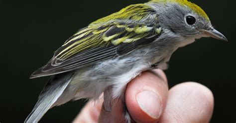 All Of Nature Confusing Fall Migrating Warblers