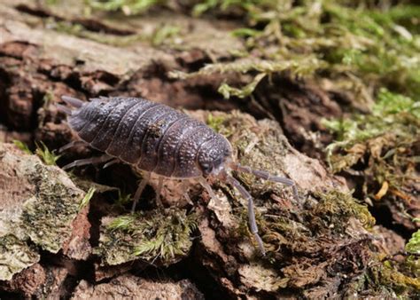 Kellerassel Bilder Stock Fotos And Videos Adobe Stock