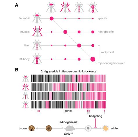 Martin Krzywinski Effective Graphical Abstract Design For Science