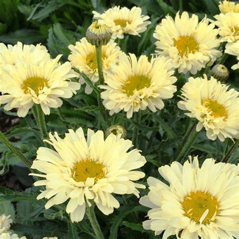 Leucanthemum X Superbum Real Dream Shasta Daisy Siteone