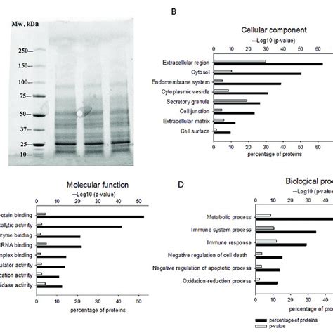 The Characterization Of Gpc Secreted Proteins A Gel Electrophoresis