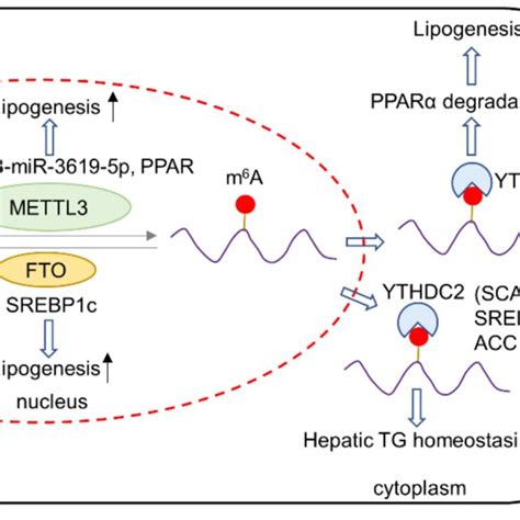 Schematic Diagram Summarizing The Interplay Between M⁶a Regulators And Download Scientific