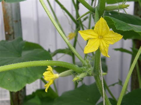 Огурцы прищипываем, томаты пасынкуем — Парламентская газета «Тюменские ...