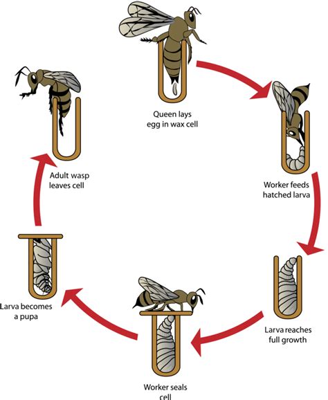 The Wasp Life Cycle NBC Environment