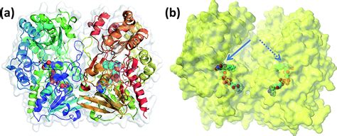 Glucose Oxidase Crystal Structure