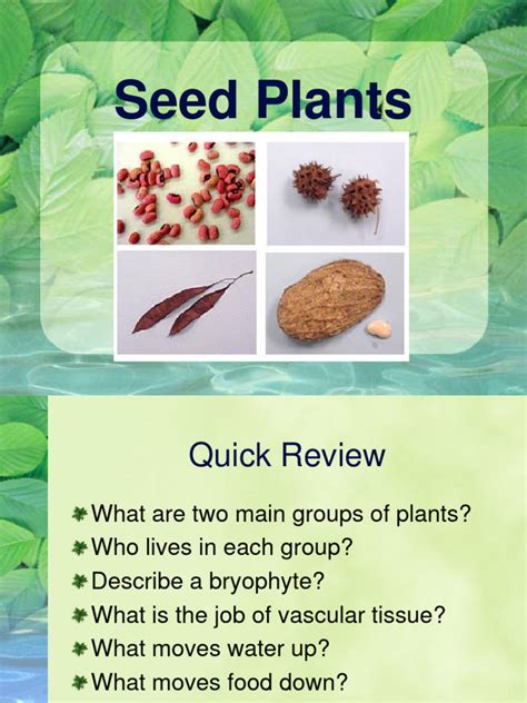 Seed Plant Notes Pdf