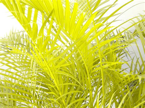 Palm Free Photo Download Freeimages
