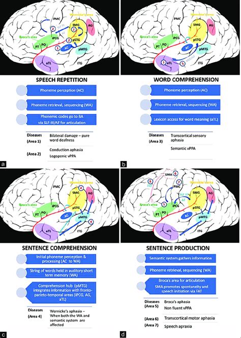 Schematic Illustration Of Individual Steps Of Language Processing And Download Scientific