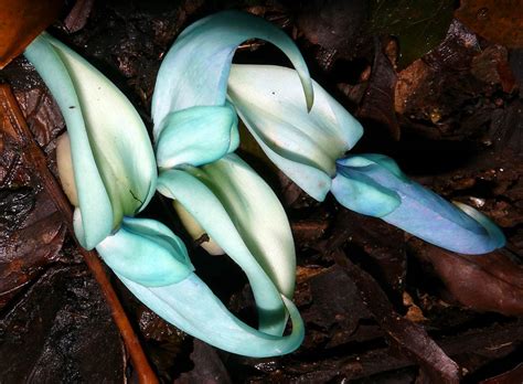 Strongylodon Macrobotrys Fabaceae