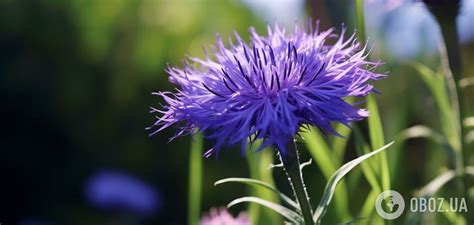 Як квіти сіють в грудні поради садівникам що висадити на зиму Oboz Ua