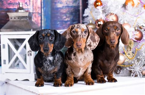 Types Of Dachshund Colors