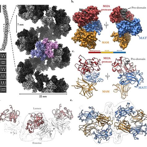 The Cryo Em Reconstruction Of Helical Meprin α A A Representative Download Scientific Diagram