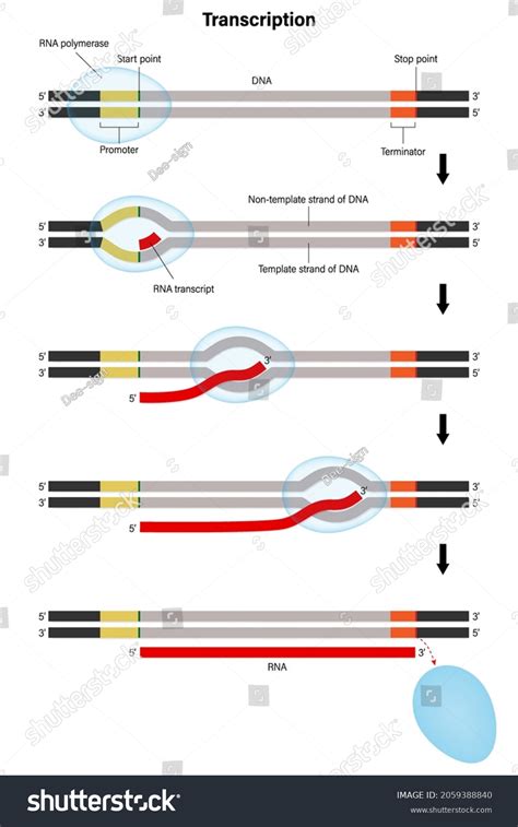 Transcription Dna Directed Synthesis Rna Stage Stock Vector Royalty Free Shutterstock