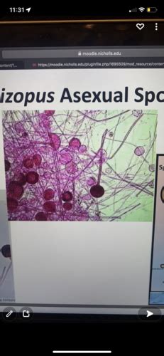 Biology 156 Lab Practical 1 Flashcards Quizlet