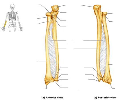 Radius And Ulna Anatomy Diagram Quizlet