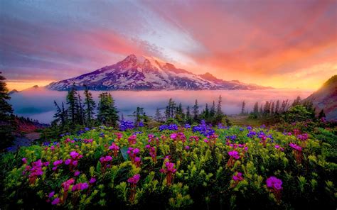 Washington Flowers U National Mount Rainier Spring Park Desktop