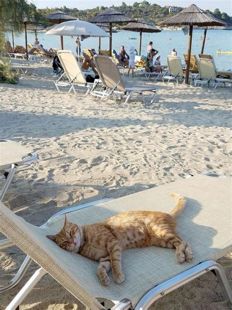 Pin By Emma Maddack On Moodboard Cat Memes Cute Animals Crazy Cats