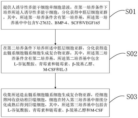 一种从人诱导性多能干细胞分化的巨噬细胞及其制备方法和应用 爱企查