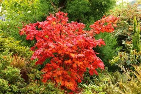 Ruby Full Moon Maple For Sale Online The Tree Center