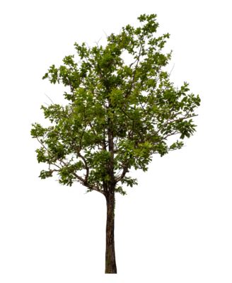 Tree Elevation PNGs For Free Download