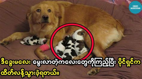 ဒီခွေးမလေးမွေးလာတဲ့ ခွေးပေါက်လေးတွေကိုမြင်သွားတဲ့အခါမှာတော့ ပိုင်ရှင်ဖြစ်သူက ထိတ်လန့်သွားခဲ့ရတယ