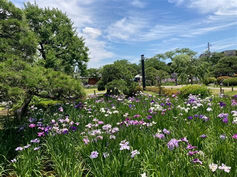大人の散歩 ① 堀切菖蒲園に行って来ました。 Over 65 二人暮らし