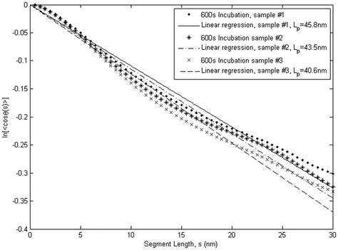 Tangent Angle Correlation Analysis Shows That Lp Of Wt Human Cardiac