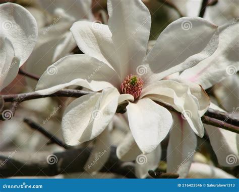 Flowering Magnolia Tulip Tree Chinese Magnolia X Soulangeana Blossom