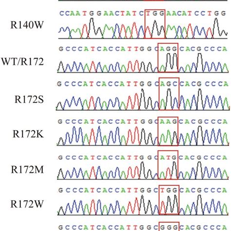 Analysis Of The Recombinant Idh2 Wild Type And Mutant Sequences The