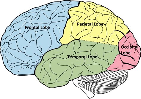 Figure 1 From Spatial Coordinate Systems Within The Parietal Cortex