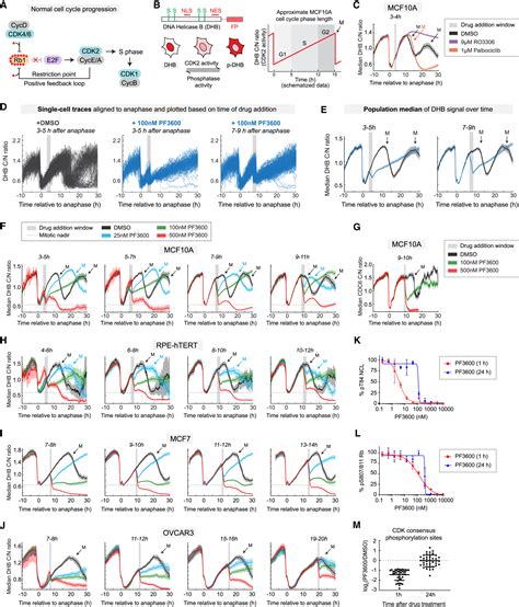 Rapid Adaptation To CDK Inhibition Exposes Intrinsic Cell Cycle Plasticity Cell