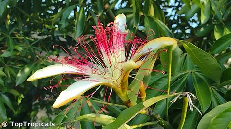 Pachira Aquatica Flowers
