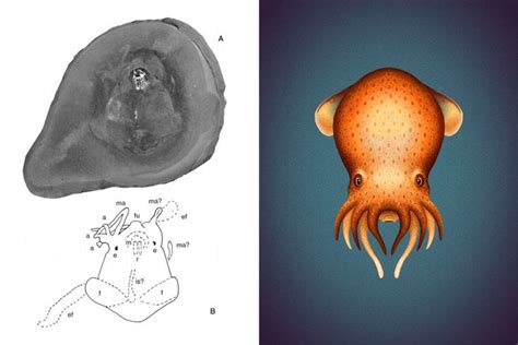 Cephalopod Fossils Through The Ages