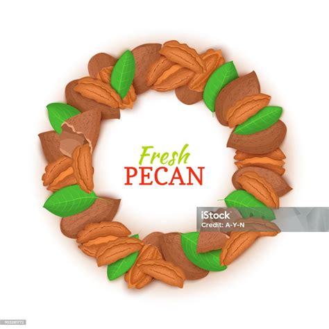 라운드 프레임 피칸 너트로 이루어져 있습니다 벡터 카드 그림입니다 포장 디자인 식품 버터 기름 너트 양 개 암 나무 프레임 셸 셸에서 헤이즐넛 과일 화장품 크림을 해독