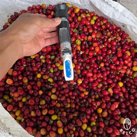Colombia Finca La Manoa Geisha Double Washed The Captains Coffee