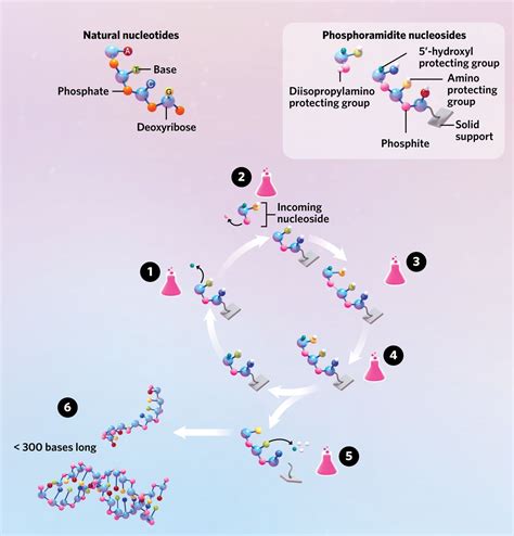Infographic Chemical Versus Enzymatic Dna Synthesis The Scientist
