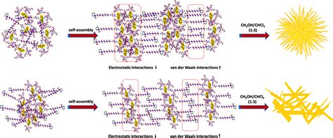 Schematic Illustration For The Hierarchical Self Assembly Process Of
