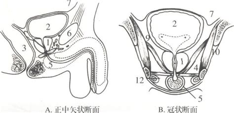 第一节 前列腺的超声解剖 腹部彩色超声诊断 医学
