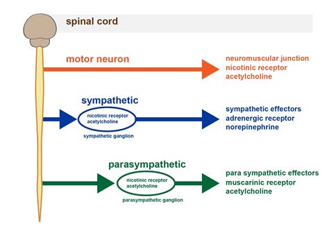 Parasympathetic Nervous System Ganglia