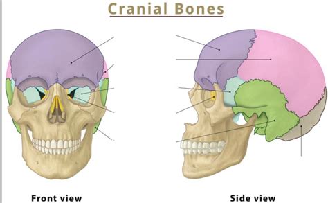 Neurocranium Diagram Quizlet