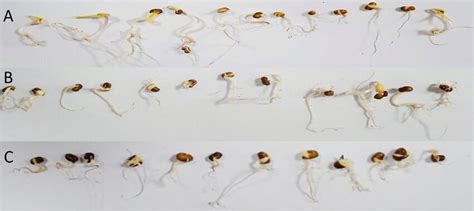 Germination Of Mung Bean Seeds A Control B Seedes Primed With Download Scientific Diagram