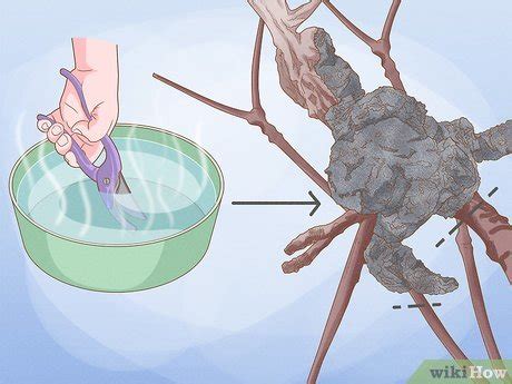 How To Prune A Cherry Tree Heading Scaffolding Pruning
