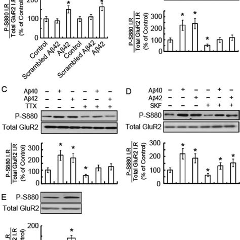 Aβ 40 1 µm And Bay K 1 µm Decrease The Ratio Of Cell Surface Glur2