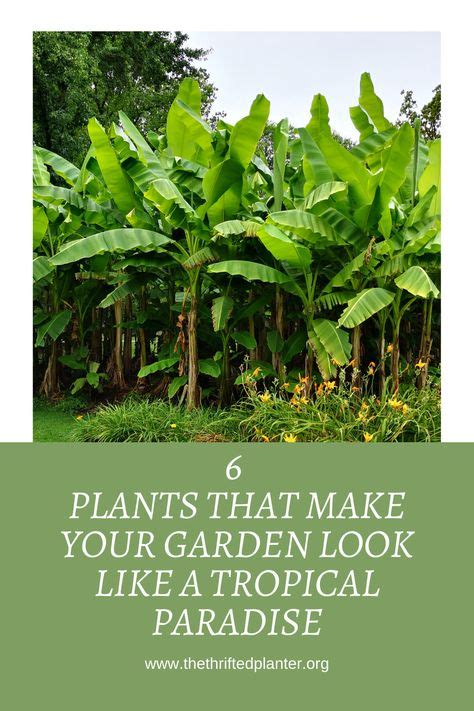 Full Sun Tropical Container Plants
