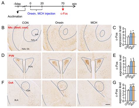 Representative Photomicrographs Showing C Fos Induction In The Brain