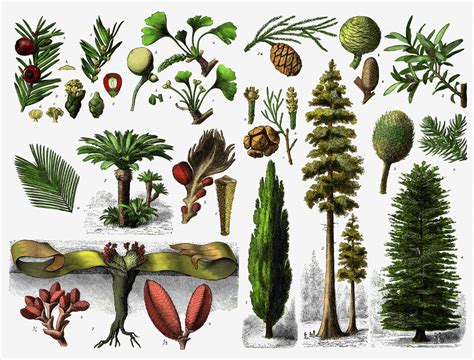 Gymnosperm The Daily Garden