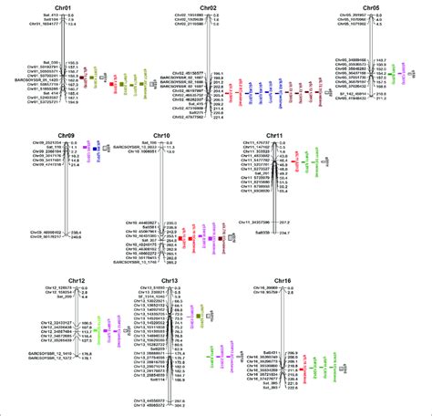 Map Positions Of Quantitative Trait Loci Qtls For Seed Size And Download Scientific Diagram